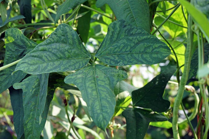 Yard Long Bean Virus Disease, Leaf Mosaic Stock Photo - Image of ...