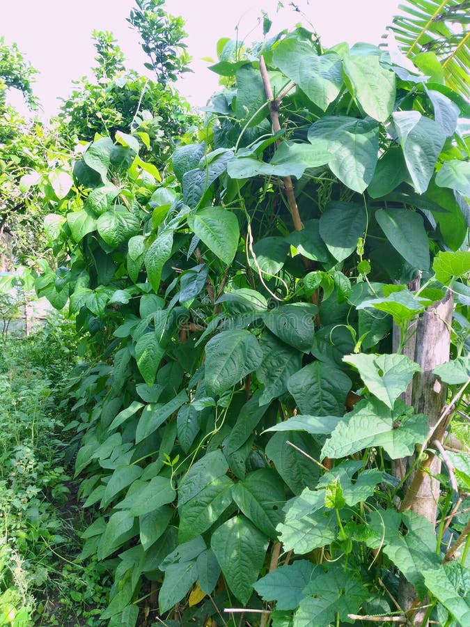 Yard long beans stock image. Image of nature, sunlight - 73028005