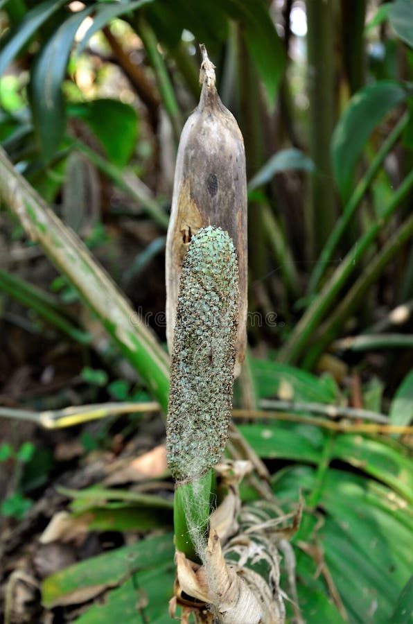 Monstera fruit plant stock photo. Image of local, ananas - 64548306