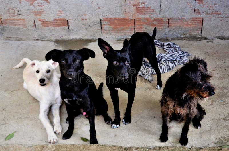 Several Dogs Sitting Together in the Yard Stock Photo - Image of dogs ...