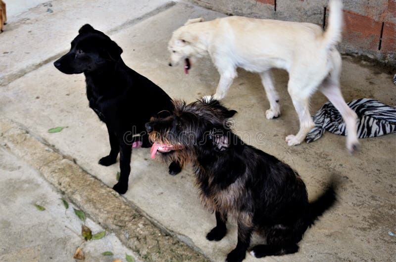 Mixed Breed Dogs Sitting in the Yard Stock Photo - Image of mixed, yard ...