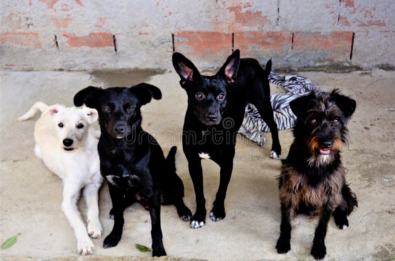 Mixed Breed Dogs Sitting in the Yard Stock Image - Image of together ...