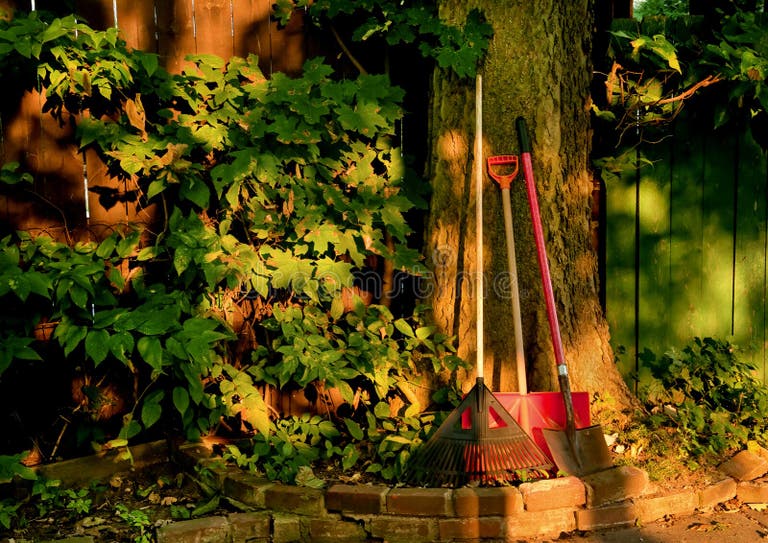 Yard Work Tools on Tree in Yard for Rake and Shoveling Bagging Yard ...