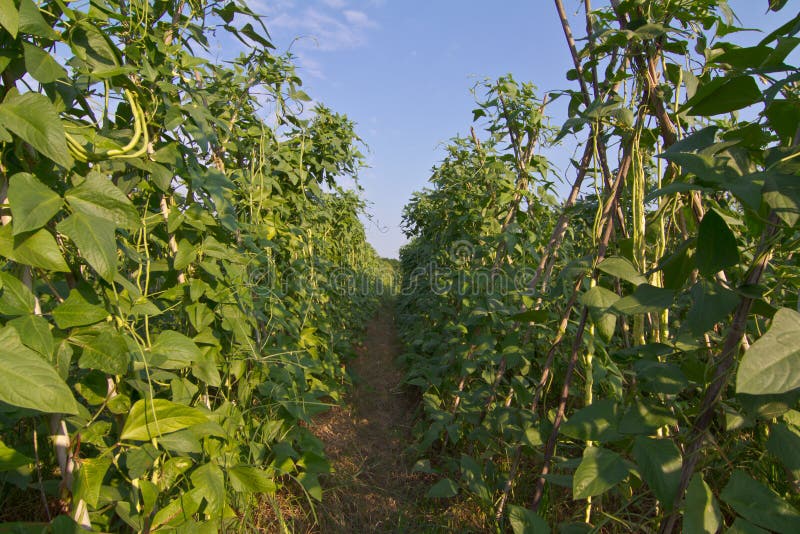 Yard Long Bean Plant in the Farm Stock Photo - Image of field, food ...