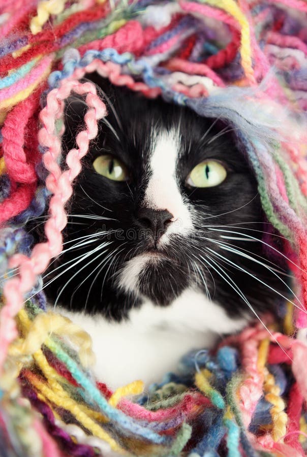 Yarn Cat stock image. Image of white, colors, black, peek - 16060147
