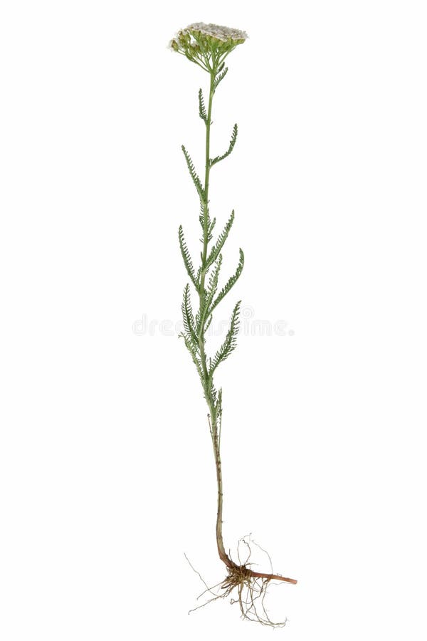 Yarrow or Achillea Millefolium Plants with Yellow Flowers Stock Photo ...