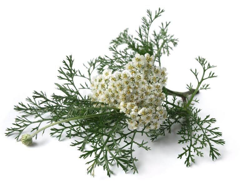 Yarrow (Achillea Millefolium) Stock Image - Image of macro, yarrow ...