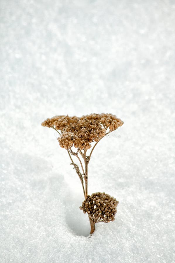 Yarrow (achillea Millefolium) in Snow Stock Image - Image of garden ...
