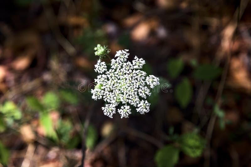 Yarrow in Bloom on a Bare Ground Stock Image - Image of healing ...