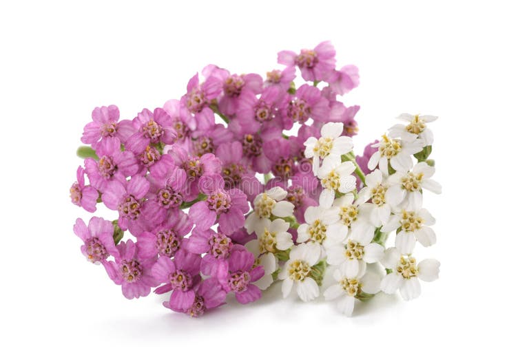 Yarrow Branco E Cor-de-rosa Foto de Stock - Imagem de soldado, homem ...