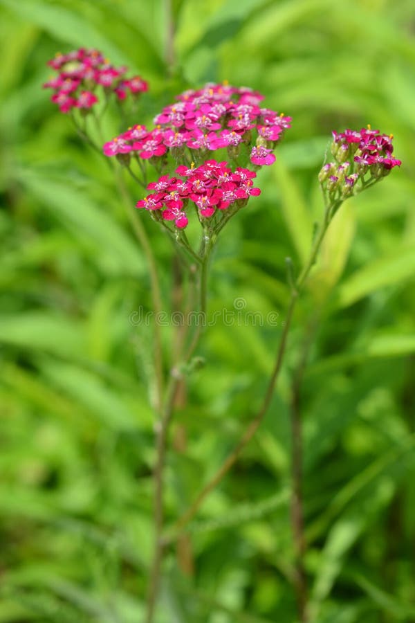 Yarrow cor-de-rosa imagem de stock. Imagem de jardim - 120107129