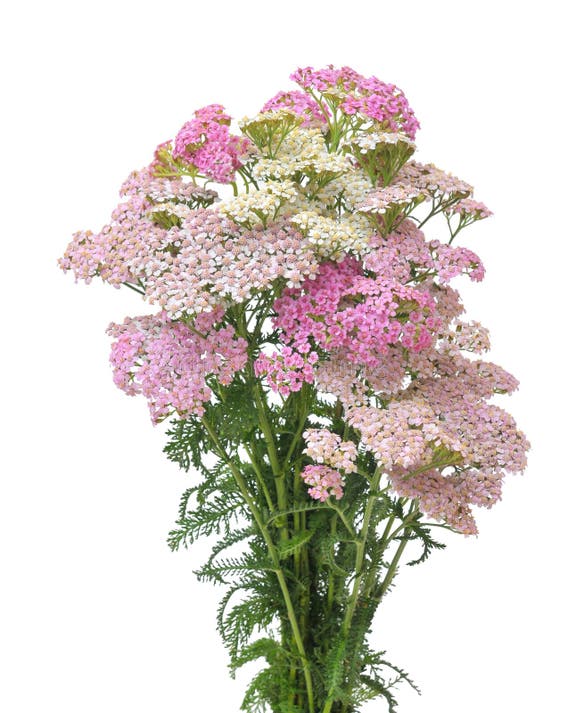 Yarrow Cor-de-rosa E Branco Imagem de Stock - Imagem de harmonia ...