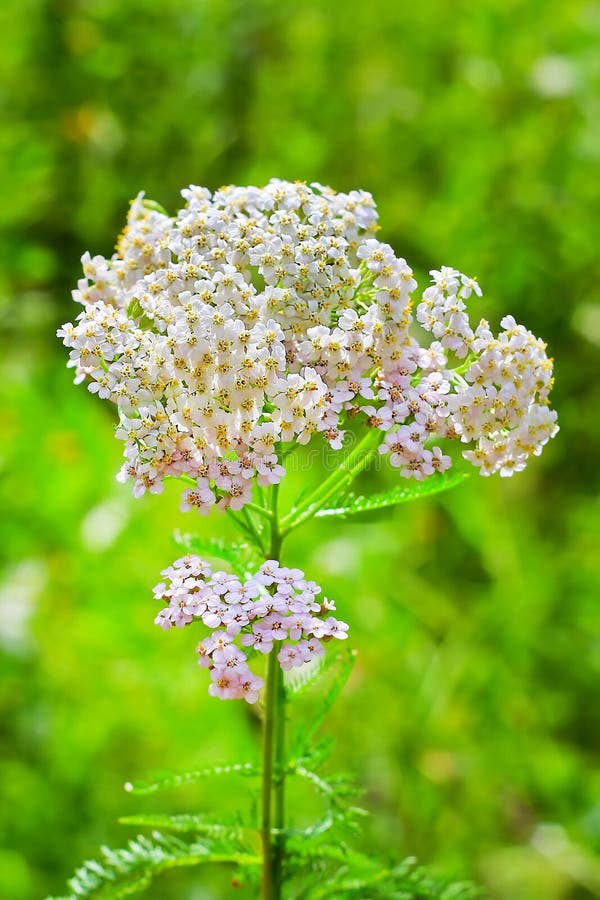 Yarrow Da Planta Medicinal (millefolium De Achillea) Imagem de Stock ...