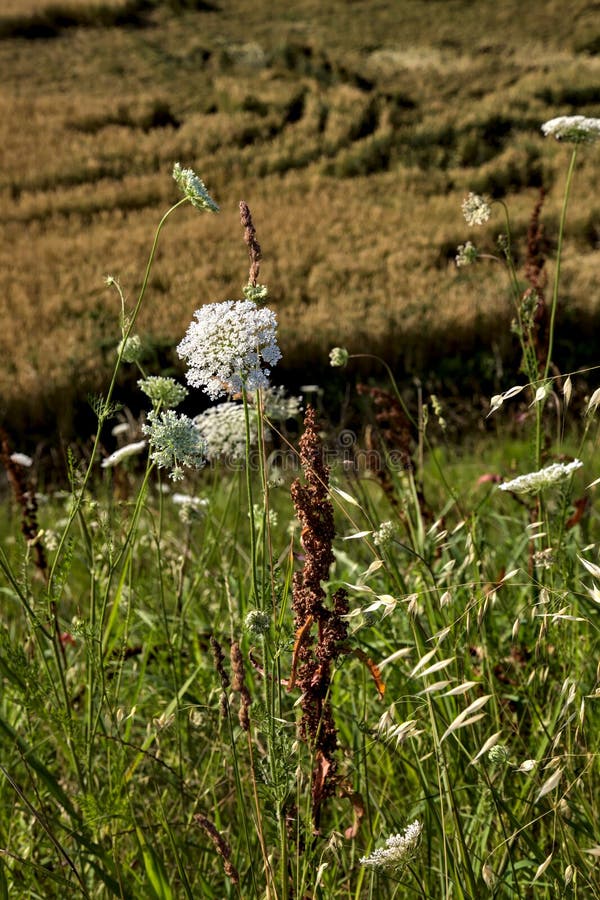 Yarrow by the Edge of a Road with a Field of Wheat Out of Focus in ...