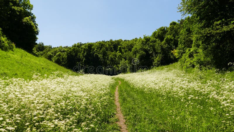 Yarrow Field in Harangvolgy, Budapest Stock Image - Image of vegetation ...