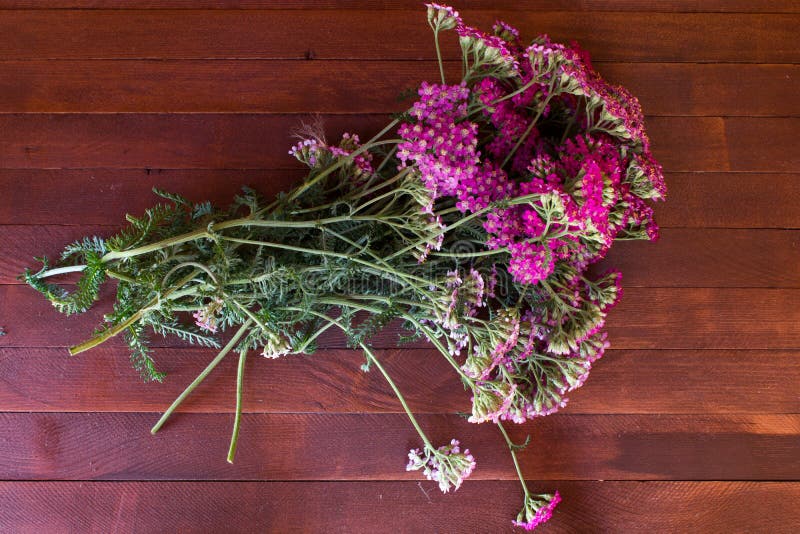 Yarrow flower stock image. Image of decoration, purity - 57702991