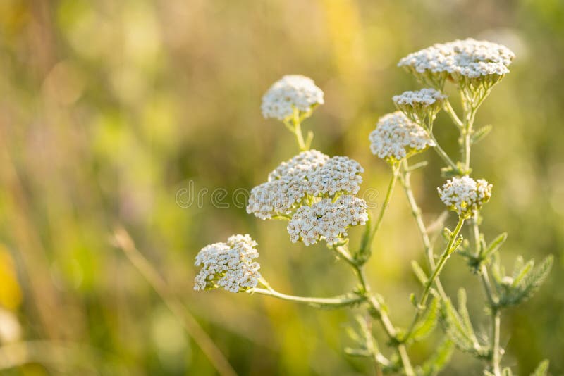 Yarrow flowers, herbs stock image. Image of achillea - 250797117