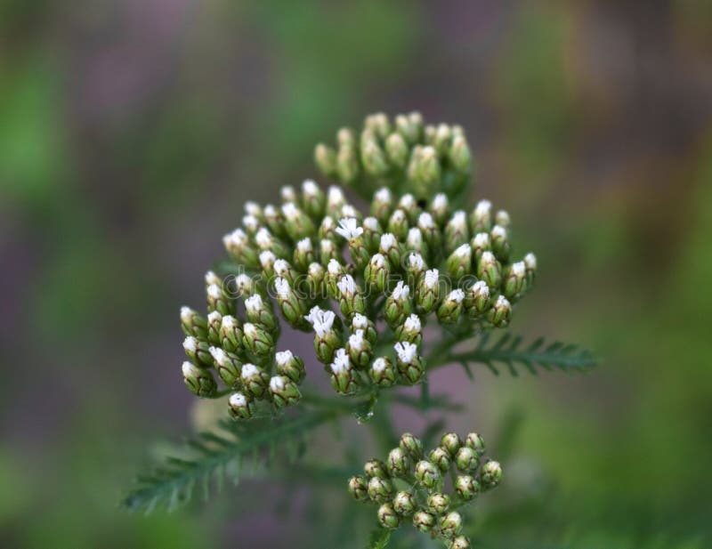 Yarrow flowers stock photo. Image of closeup, outdoor - 269743546