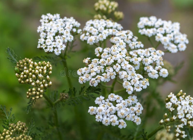 Yarrow flowers stock image. Image of green, closeup - 269743555