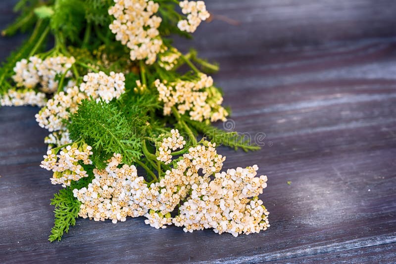 Yarrow Flowers on Wooden Background. Stock Photo - Image of natural ...