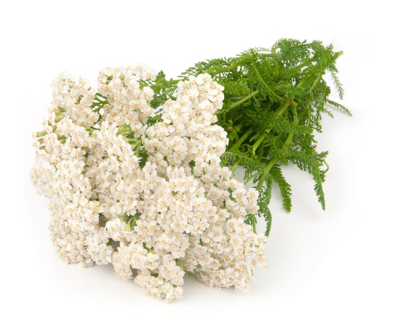 Yarrow herb stock image. Image of yarrow, leaf, background - 25177053