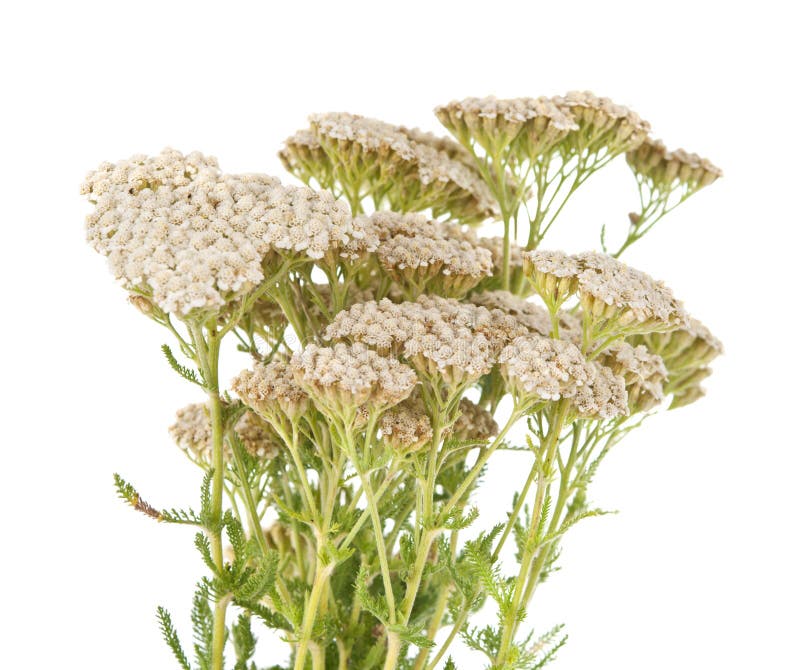 Yarrow herb stock photo. Image of millefolium, pharmacology - 14966846