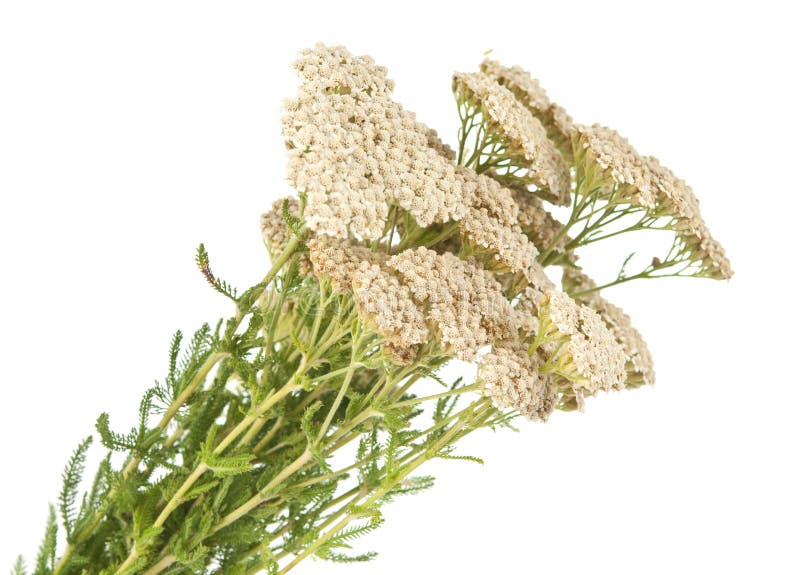 Yarrow herb stock photo. Image of millefolium, pharmacology - 14966846