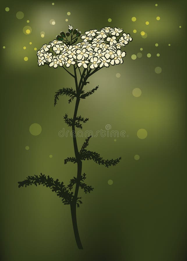 Yarrow stock vector. Illustration of plant, common, draw - 38720056