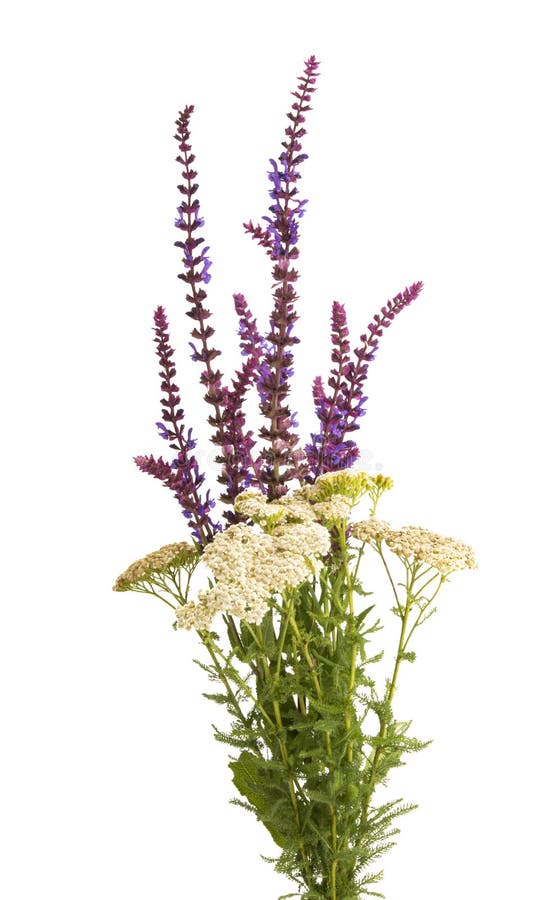 Yarrow isolated stock image. Image of bloom, millefolium - 188107929