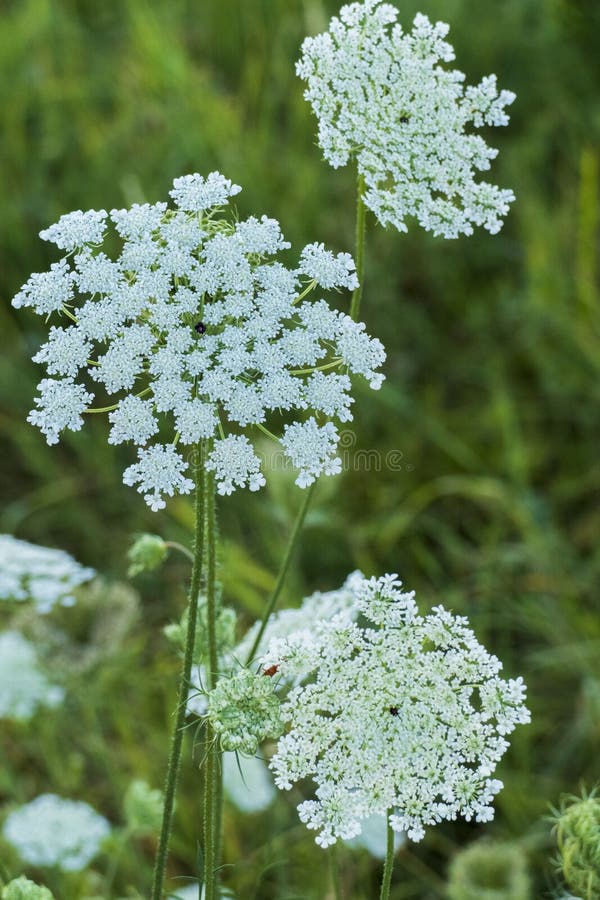 Yarrow on a Meadow in the Sundown Stock Photo - Image of asteraceae ...