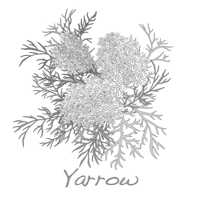 Yarrow. Medical Herb. Vector. Stock Vector - Illustration of achillea ...