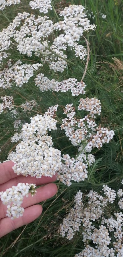 Yarrow Medicinal Herb from Wild Field Stock Image - Image of field ...