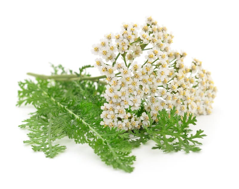 Yarrow plant isolated stock image. Image of isolated - 271787941