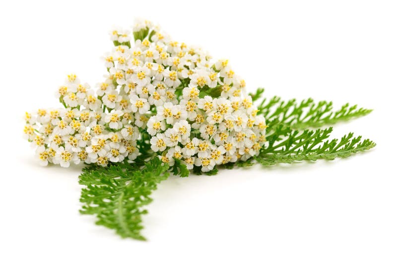 Yarrow plant isolated stock photo. Image of plant, white - 320351794