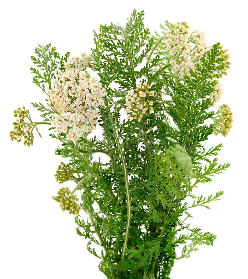 Yarrow plant isolated stock photo. Image of herb, yarrow - 388423302