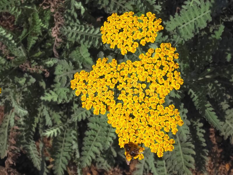 Yarrow Plants Achillea Clypeolata with Yellow Blossoms Stock Photo ...
