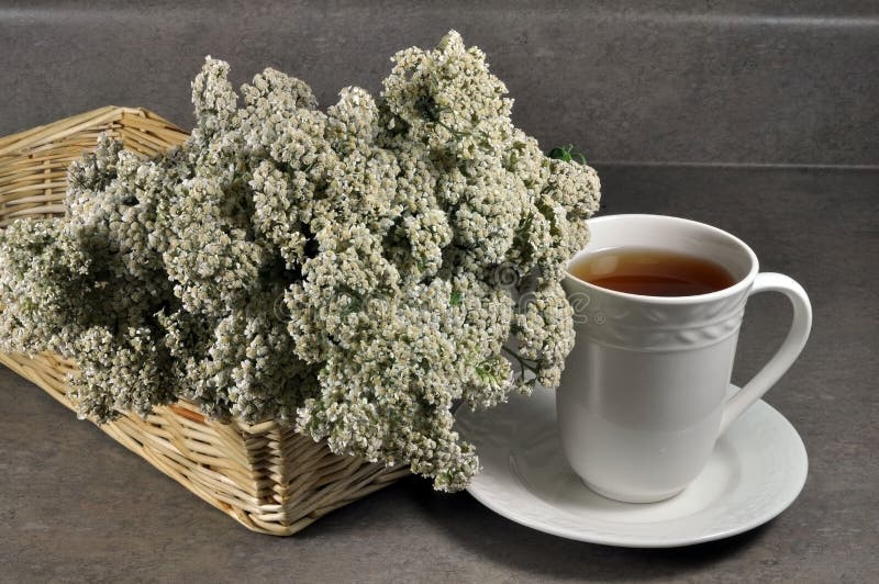 Yarrow Tea stock photo. Image of folk, healing, medicine - 17828690