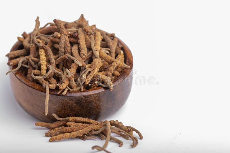 Yarsagumba Cordyceps Sinensis Ophiocordyceps Sinensis Stock Image ...