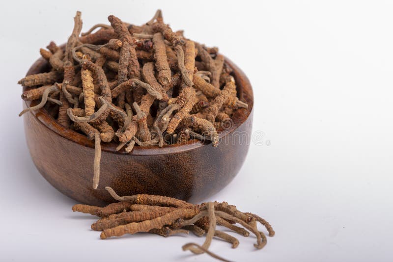 Yarsagumba Cordyceps Sinensis Ophiocordyceps Sinensis 2022 Stock Photo ...