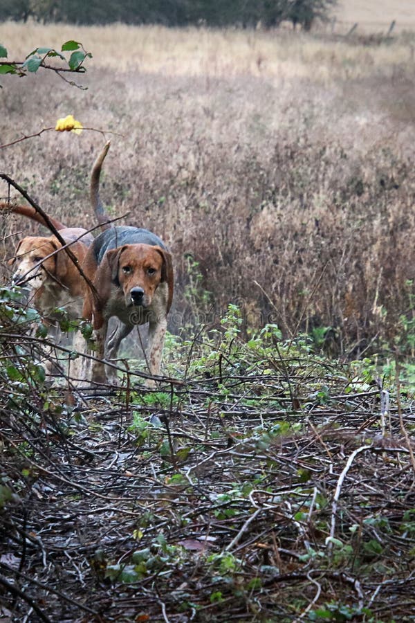 Fox hounds at work stock photo. Image of nature, countryside - 207860596