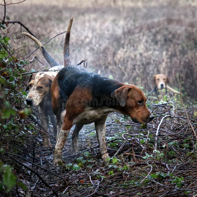 English Foxhounds at work stock photo. Image of dogs - 207860524