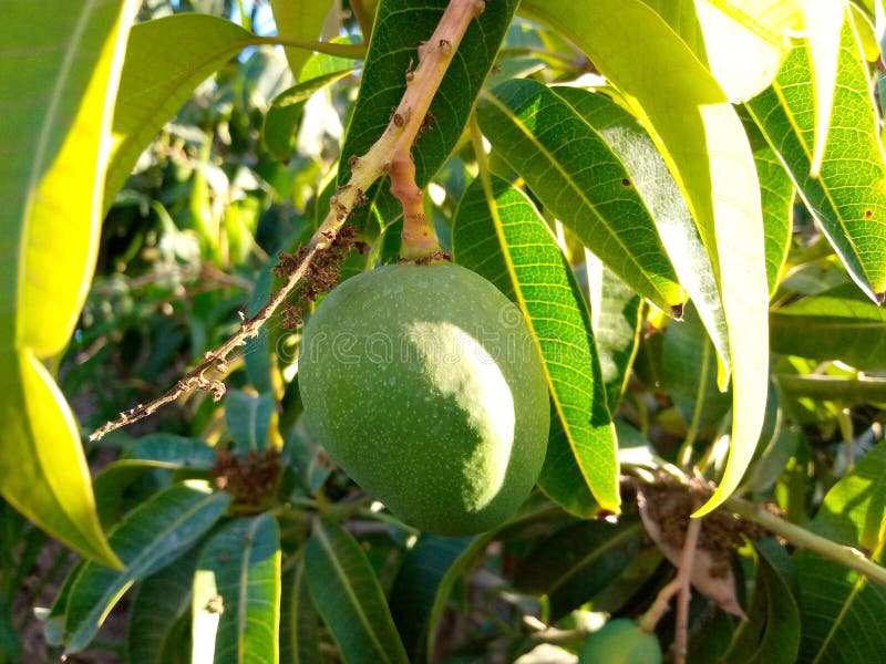 Small Mango Fruit on a Mango Tree Stock Photo - Image of mango, yasmina ...