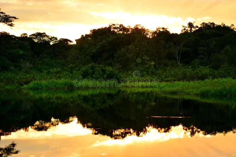 Amazon Rainforest Sunset stock image. Image of maldonado - 209142149