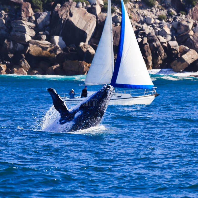 Yate de la ballena imagen de archivo. Imagen de costa - 20144251