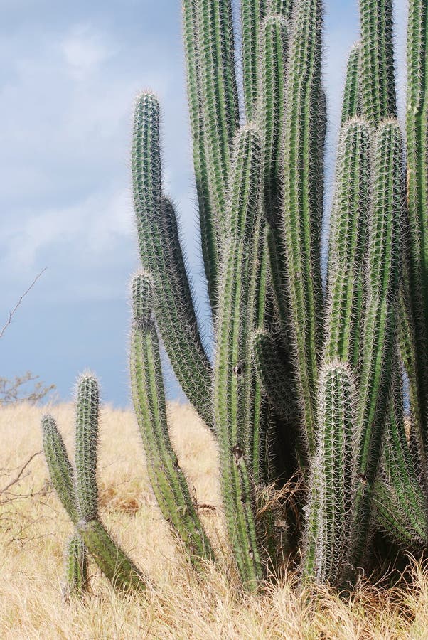 Cactus Aruba stock photo. Image of aruba, landscape, plants - 82890026