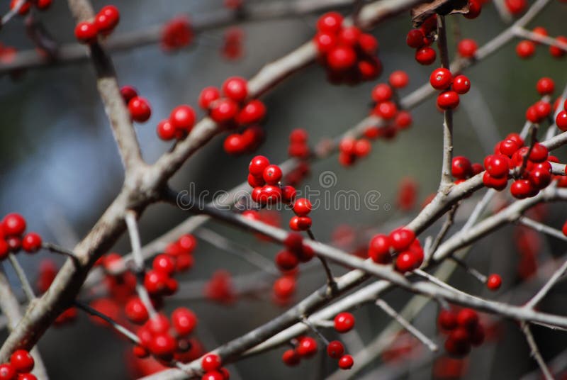 Yaupon berries stock photo. Image of plant, bush, fruit - 12318872