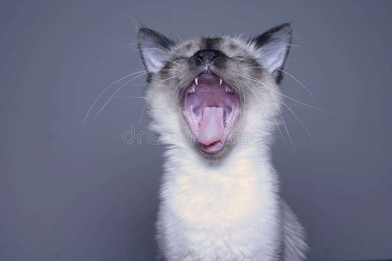 Yawn stock image. Image of pets, blueish, teeth, kitten - 141197