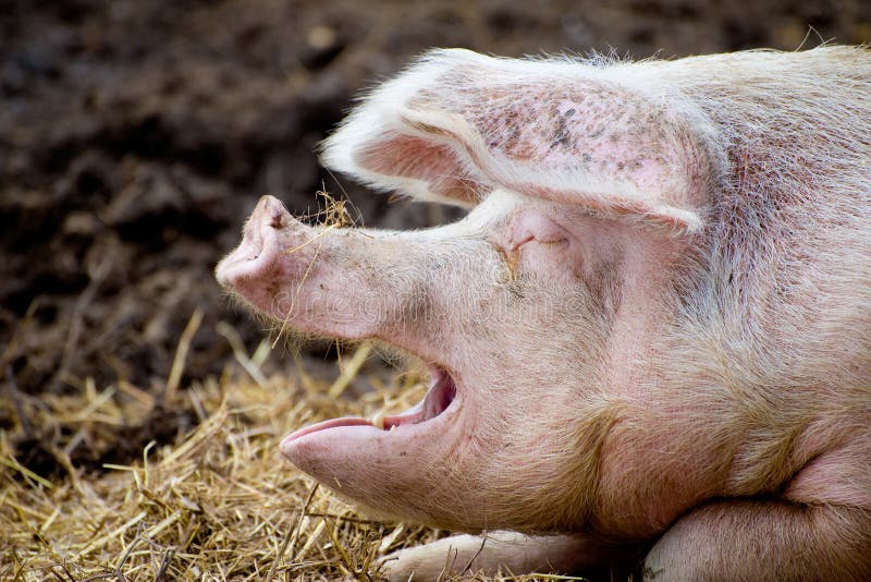Pig Yawning Stock Photos - Free & Royalty-Free Stock Photos from Dreamstime