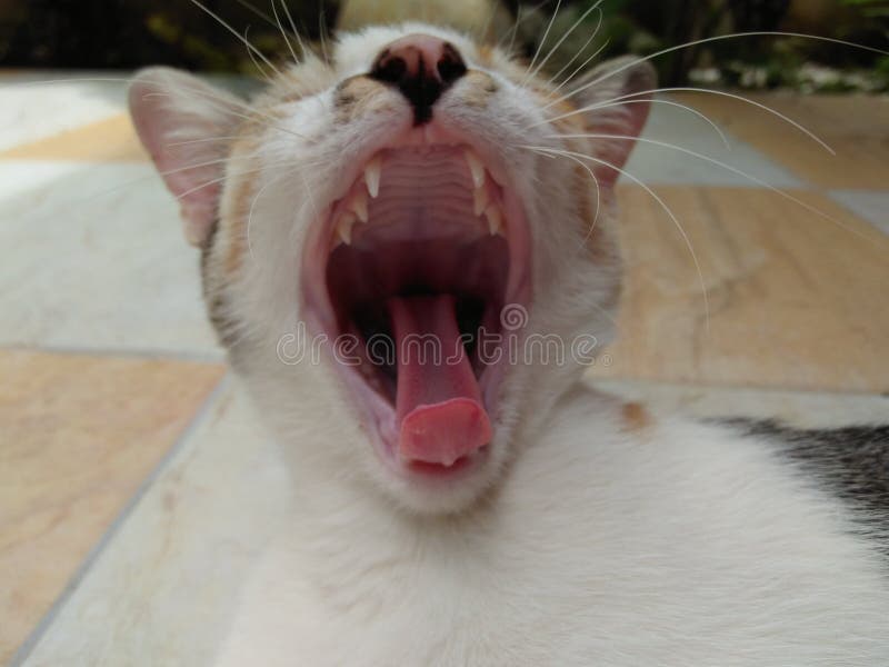 196 Roaring Kitten Stock Photos - Free & Royalty-Free Stock Photos from ...