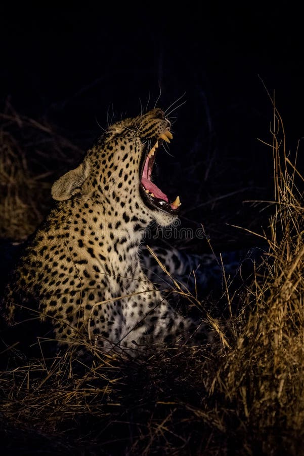 Yawn stock image. Image of sand, mammals, plains, national - 100207315